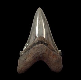 Huge Angustidens for sale | Buried Treasure Fossils