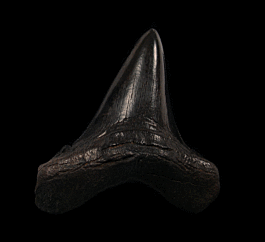 Big SC Angustidens tooth for sale | Buried Treasure Fossils