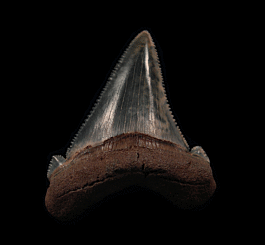 Quality SC Angustidens tooth for sale | Buried Treasure Fossils