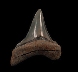 Gem SC Angustidens tooth for sale | Buried Treasure Fossils