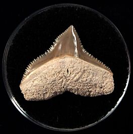 Big Ridgeville Bull shark tooth for sale | Buried Treasure Fossils