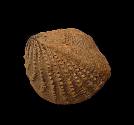 Trigonia quadrata | Buried Treasure Fossils