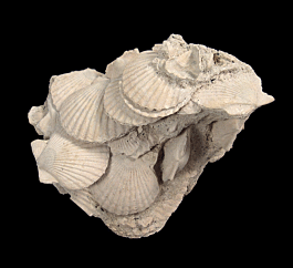 Pecten ochlockneensis - Pecten Display | Buried Treasure Fossils