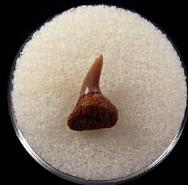 Spain Notorynchus primigenius parasymphyseal tooth | Buried Treasure ...