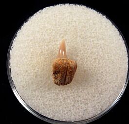 Spain Notorynchus primigenius parasymphyseal tooth for sale | Buried ...