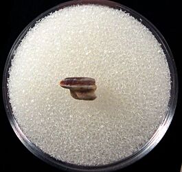 Rhombodus binkhorsti ray tooth from Spain| Buried Treasure Fossils