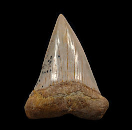 Extra Large STH Isurus hastalis shark tooth for sale | Buried Treasure ...