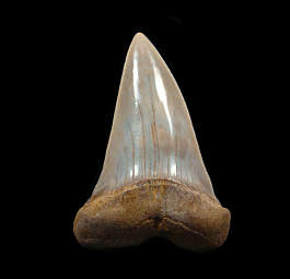 Quality Kern County Isurus hastalis tooth for sale | Buried Treasure ...