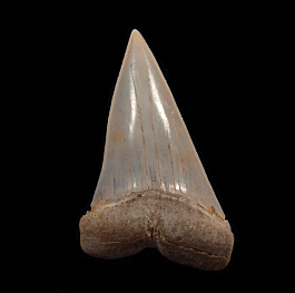 Real Sharktooth Hill hastalis tooth for sale | Buried Treasure Fossils