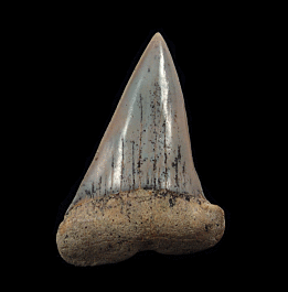 Big Sharktooth Hill Cosmopolitodus hastalis tooth for sale | Buried ...