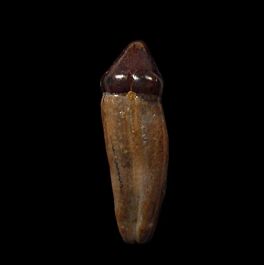 Top quality Allodesmus cheek tooth for sale | Buried Treasure Fossils