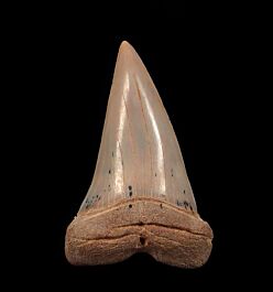 Colorful Carcharodon hastalis tooth for sale | Buried Treasure Fossils