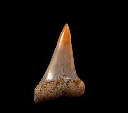Colorful Sharktooth Hill Isurus hastalis tooth for sale | Buried ...