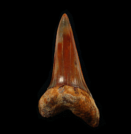 Isurus hastalis tooth from Sharktooth Hill | Buried Treasure Fossils