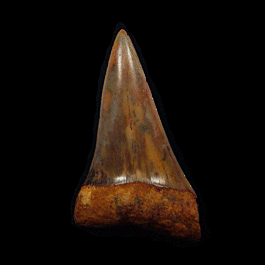 Colorful Sharktooth Hill Cosmopolitodus hastalis tooth for sale ...