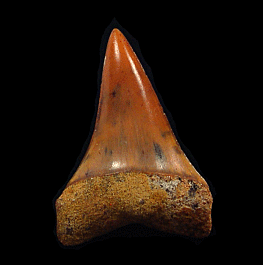 Sharktooth Hill Fire Zone Mako shark tooth for sale | Buried Treasure ...