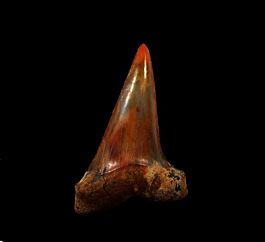 Quality Sharktooth Hill Cosmopolitodus hastalis tooth for sale | Buried ...