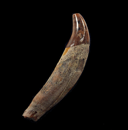 Allodesmus canine tooth for sale | Buried Treasure Fossils