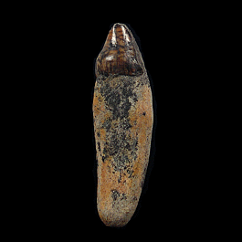 Allodesmus teeth for sale | Buried Treasure Fossils