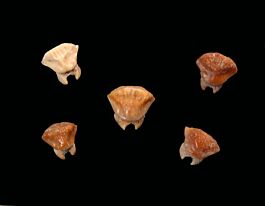 Dasyatis sp. - Female