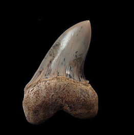 Isurus planus tooth for sale | Buried Treasure Fossils