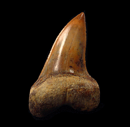 Colorful Isurus planus Mako tooth for sale | Buried Treasure Fossils