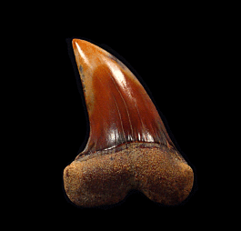 Blue Isurus planus tooth for sale | Buried Treasure Fossils