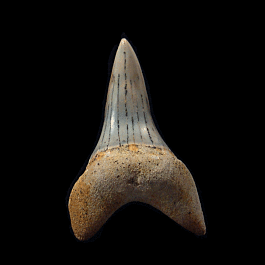 Fire Zone Sharktooth Hill Isurus planus tooth for sale | Buried ...