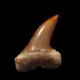 Colorful Isurus planus Mako tooth for sale | Buried Treasure Fossils
