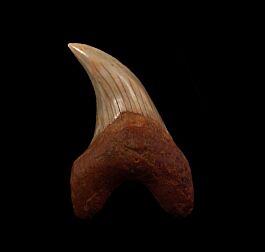 Real Sharktooth Hill Parotodus benedeni tooth for sale | Buried ...