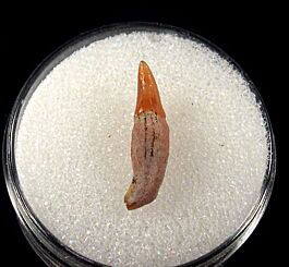 Sharktooth Hill Dolphin tooth for sale | Buried Treasure Fossils