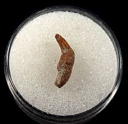 Real Sharktooth Hill Dolphin Tooth for sale | Buried Treasure Fossils