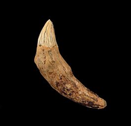 Rare Bakersfield Prosqualodon dolphin tooth for sale | Buried Treasure ...