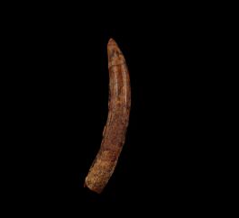 Aulophyseter morricei tooth for sale | Buried Treasure Fossils