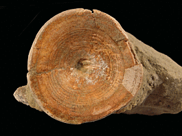 Shark Vertebrae