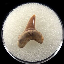 Cretaceous Cretoxyrhina mantelli tooth for sale | Buried Treasure Fossils