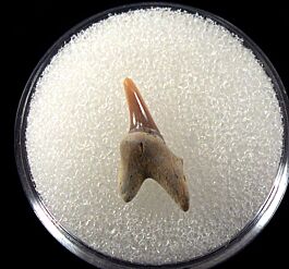 Waco Cretoxyrhina mantelli tooth for sale | Buried Treasure Fossils