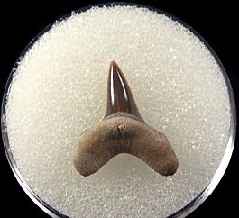 Rare Cretoxyrhina mantelli tooth for sale | Buried Treasure Fossils