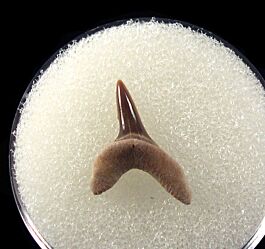 Real Cretoxyrhina mantelli tooth for sale | Buried Treasure Fossils