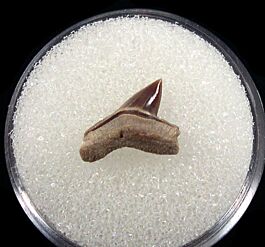 Cretaceous Squalicorax falcatus tooth for sale | Buried Treasure Fossils