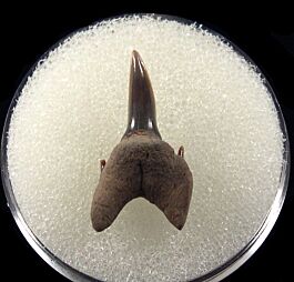 Woodbine Leptostyrax macrorhiza tooth for sale | Buried Treasure Fossils