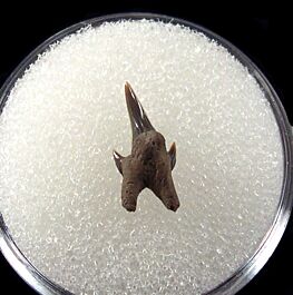 Rare Leptostyrax macrorhiza tooth for sale | Buried Treasure Fossils