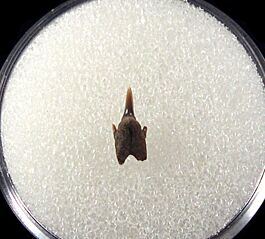 Real Leptostyrax tooth for sale | Buried Treasure Fossils
