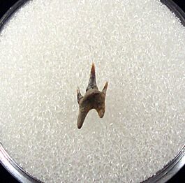 Real Texas Leptostyrax tooth for sale | Buried Treasure Fossils