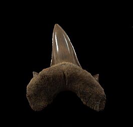 Waco Lake Cretodus tooth for sale | Buried Treasure Fossils