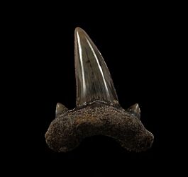 Arcadia Park Shale Cretodus tooth for sale | Buried Treasure Fossils