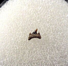 Real Cretaceous Protolamna tooth for sale | Buried Treasure Fossils