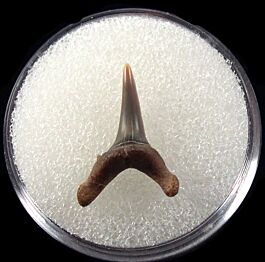 Scapanorhynchus raphiodon tooth for sale | Buried Treasure Fossils