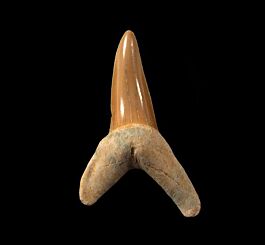 Isurus praecursor tooth from Togo | Buried Treasure Fossils