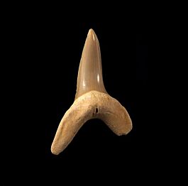 Isurus praecursor tooth from Togo for sale | Buried Treasure Fossils